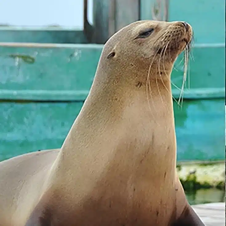 Sea Lion Facts and Information - Sea Lion Facts and Information