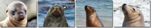 Sea Lion Facts and Information - Sea Lion Facts and Information